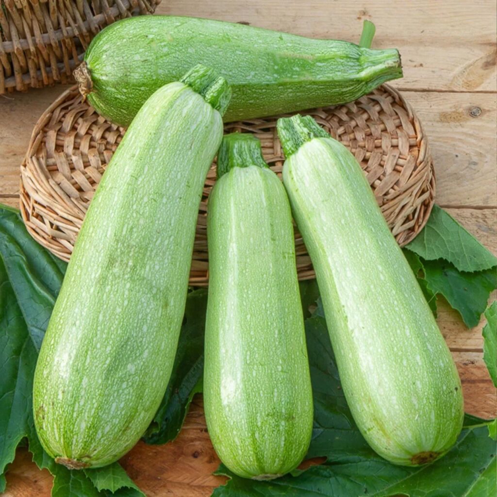 Kabak: Su Significado como Vegetal | SuperAuto